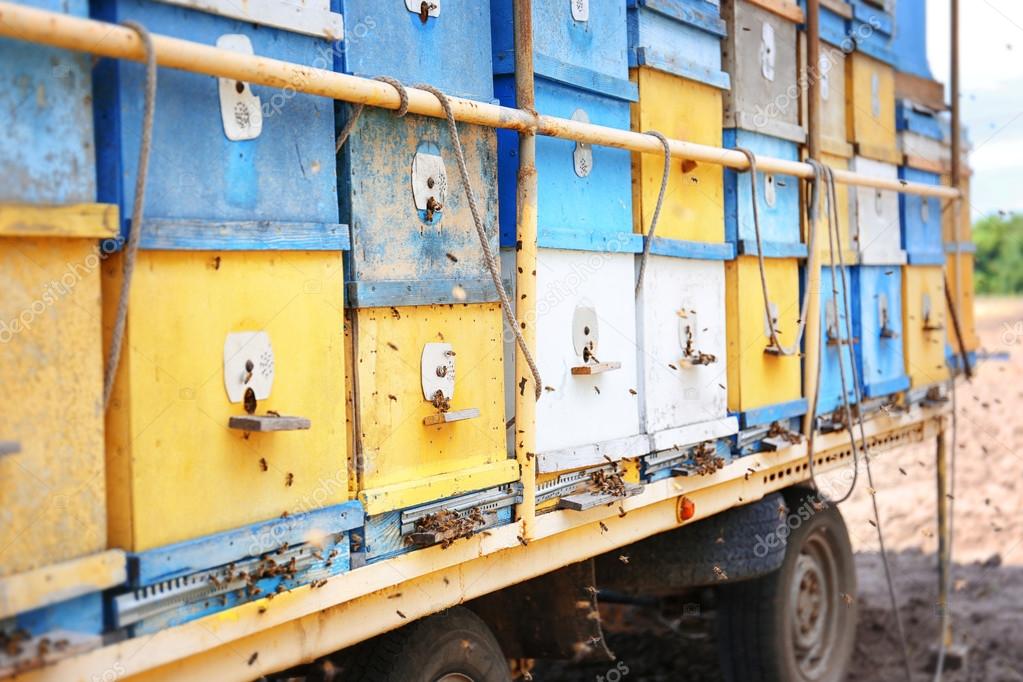 Mobile apiary in field — Stock Photo © belchonock #128545052