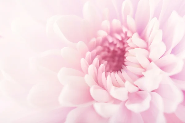 Free Soft Flower Background Images | Best Flower Site