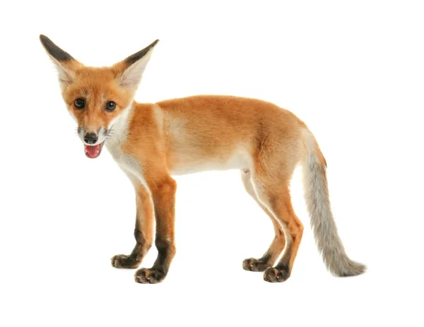 Beautiful deer with big horns Isolated illustration on white background ...