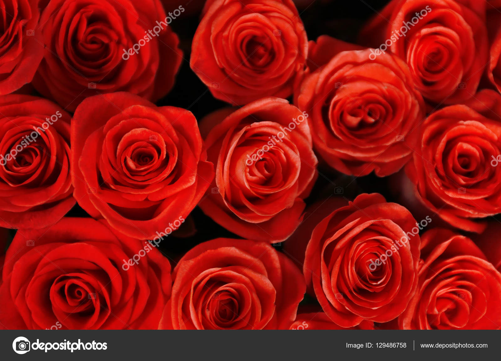 Real Roses Background