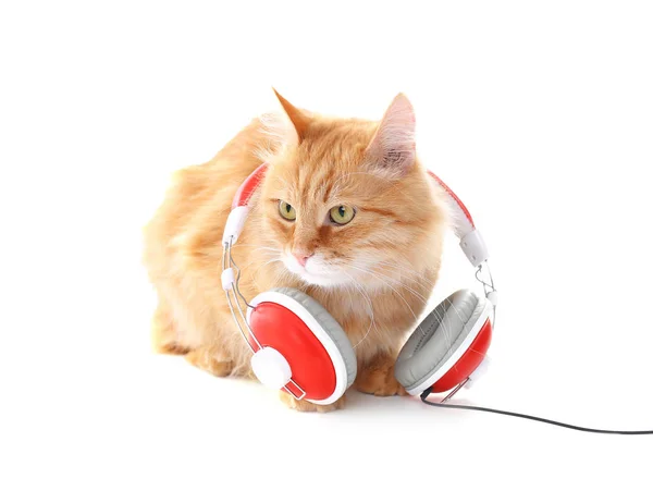 Gatto con cuffie Stock Photos, Royalty Free Gatto con cuffie Images ...