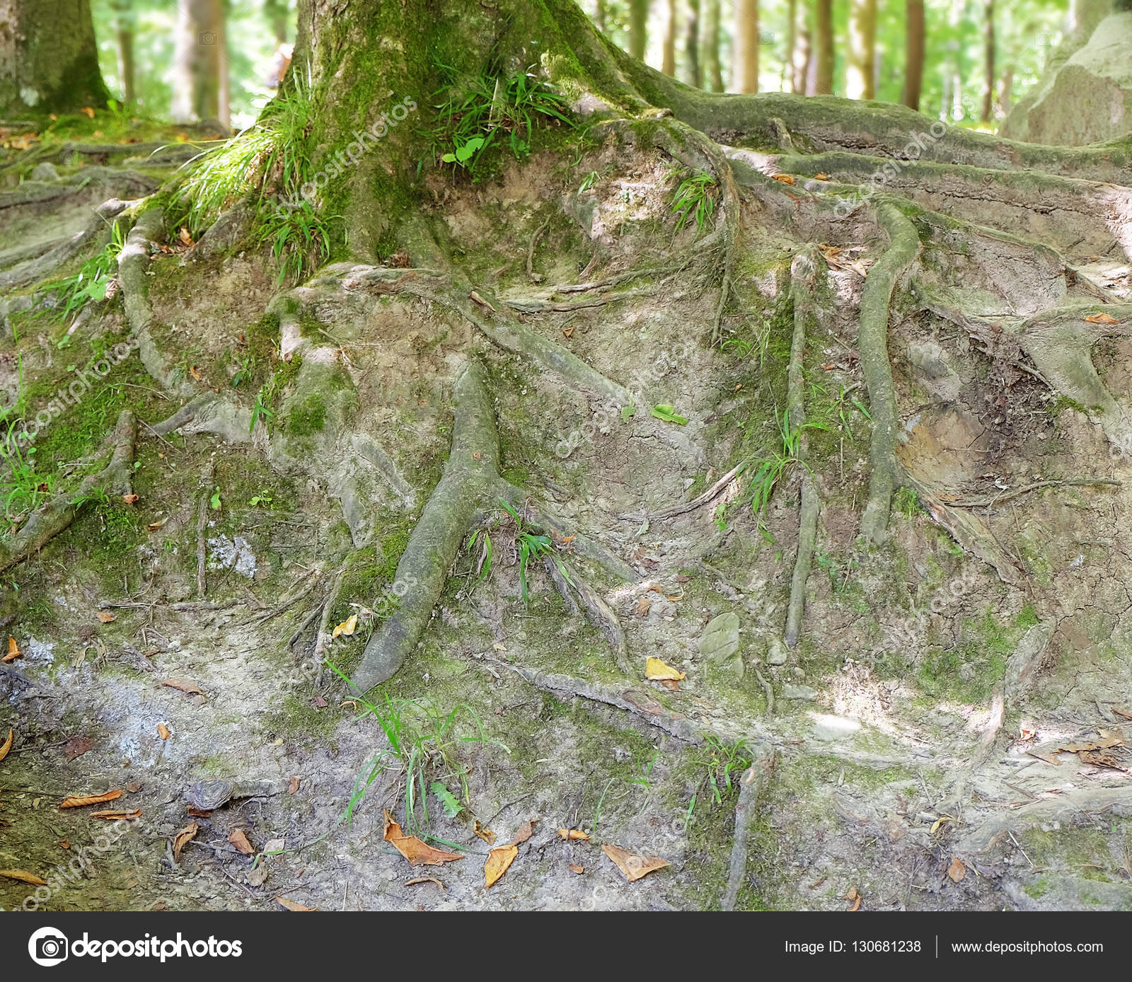Tree roots in forest Stock Photo by ©belchonock 130681238