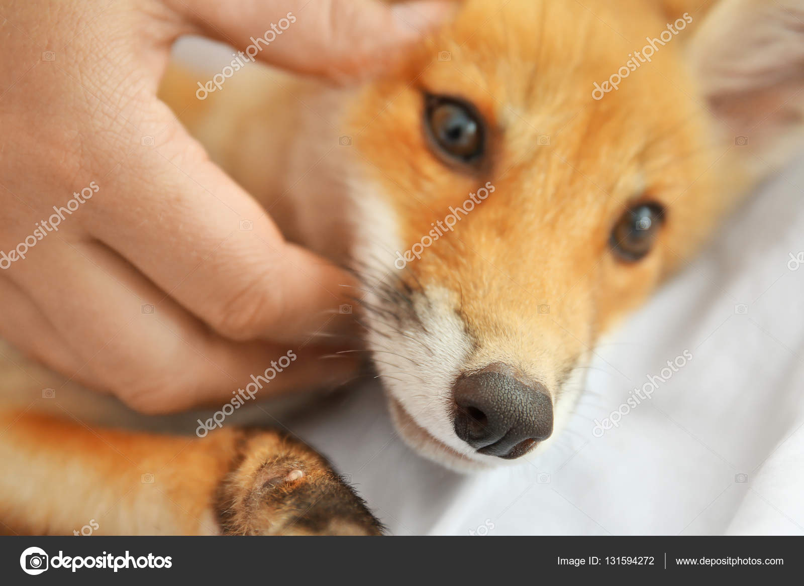 Furry little fox cub — Stock Photo © belchonock #131594272