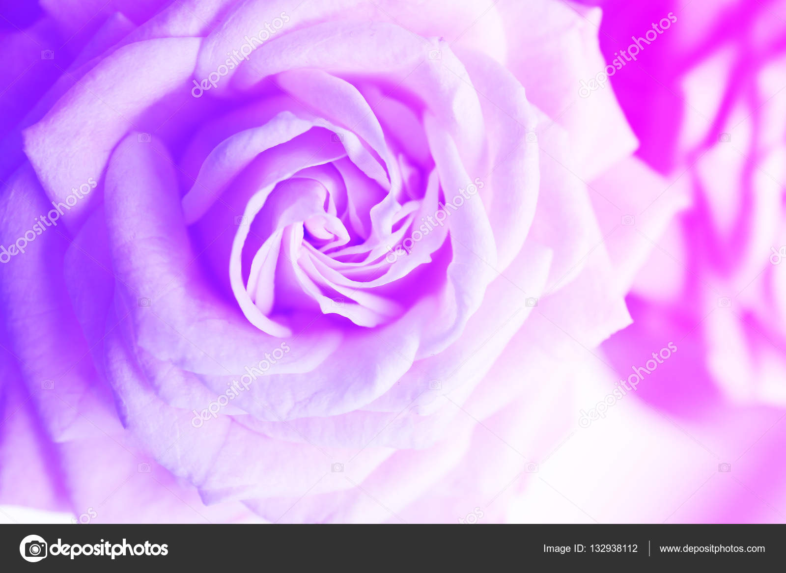 Beautiful fresh rose Stock Photo by ©belchonock 132938112