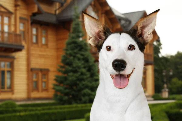 Can Dogs Own Property