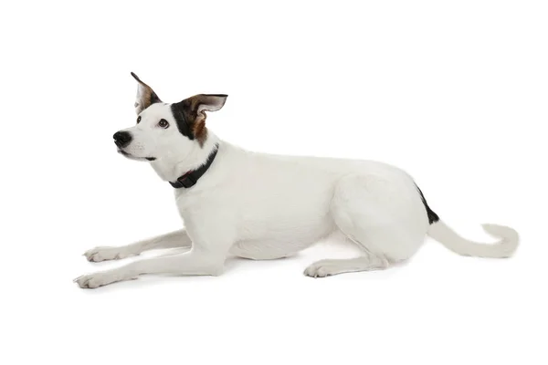 Andalusian ratonero dog — Stock Photo © belchonock #134988124