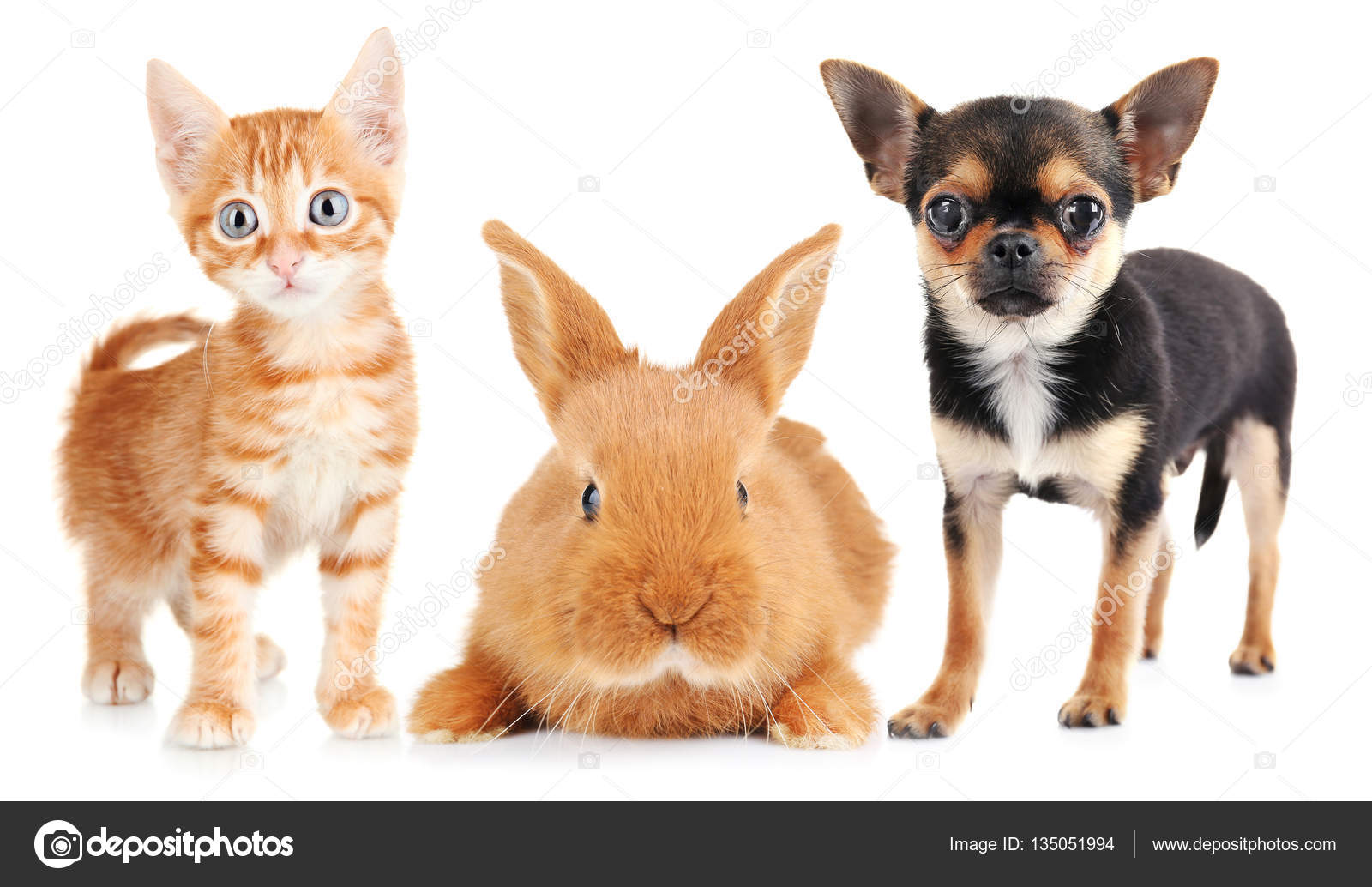 Cute friendly pets — Stock Photo © belchonock #135051994