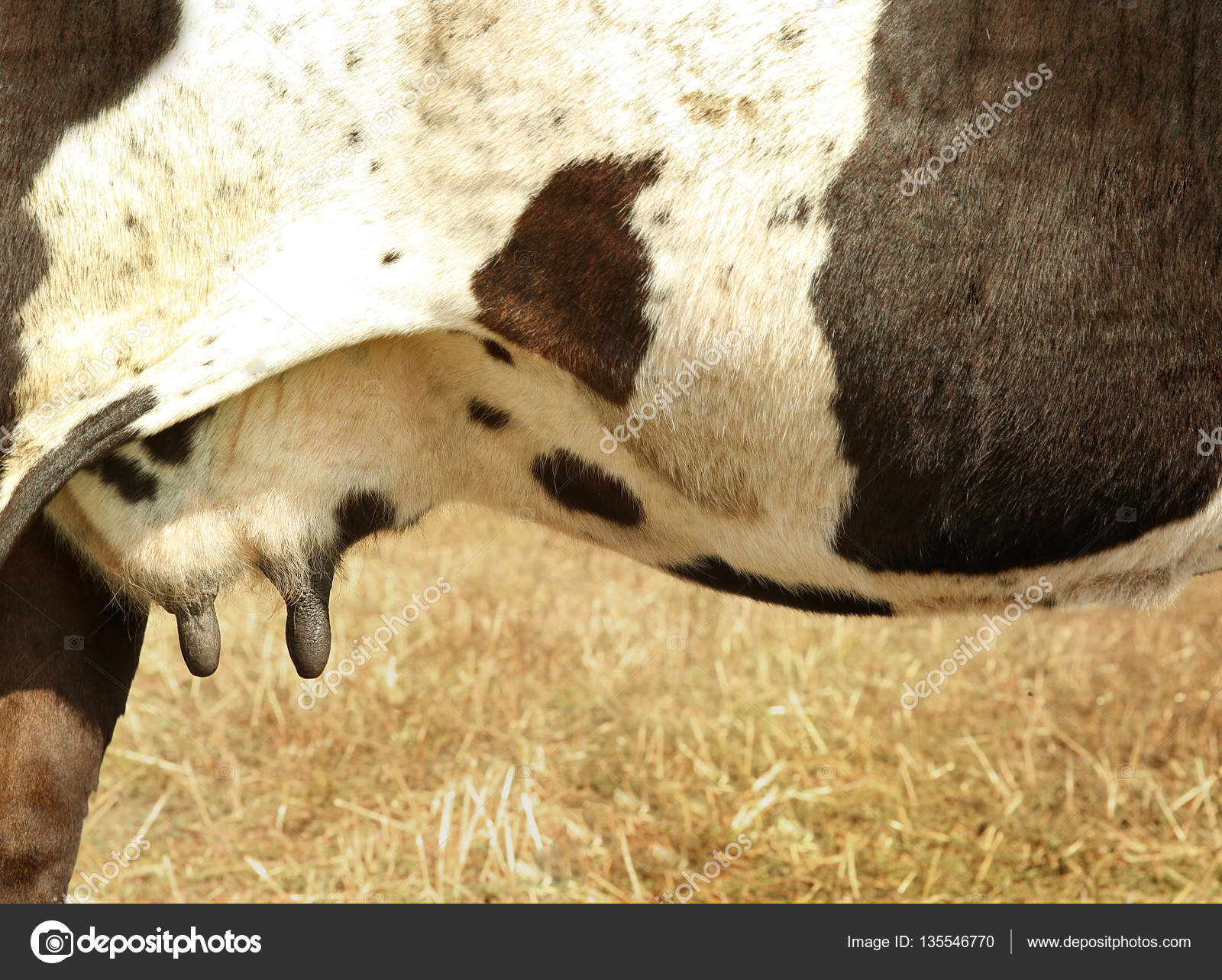 Tender cow udder — Stock Photo © belchonock #135546770