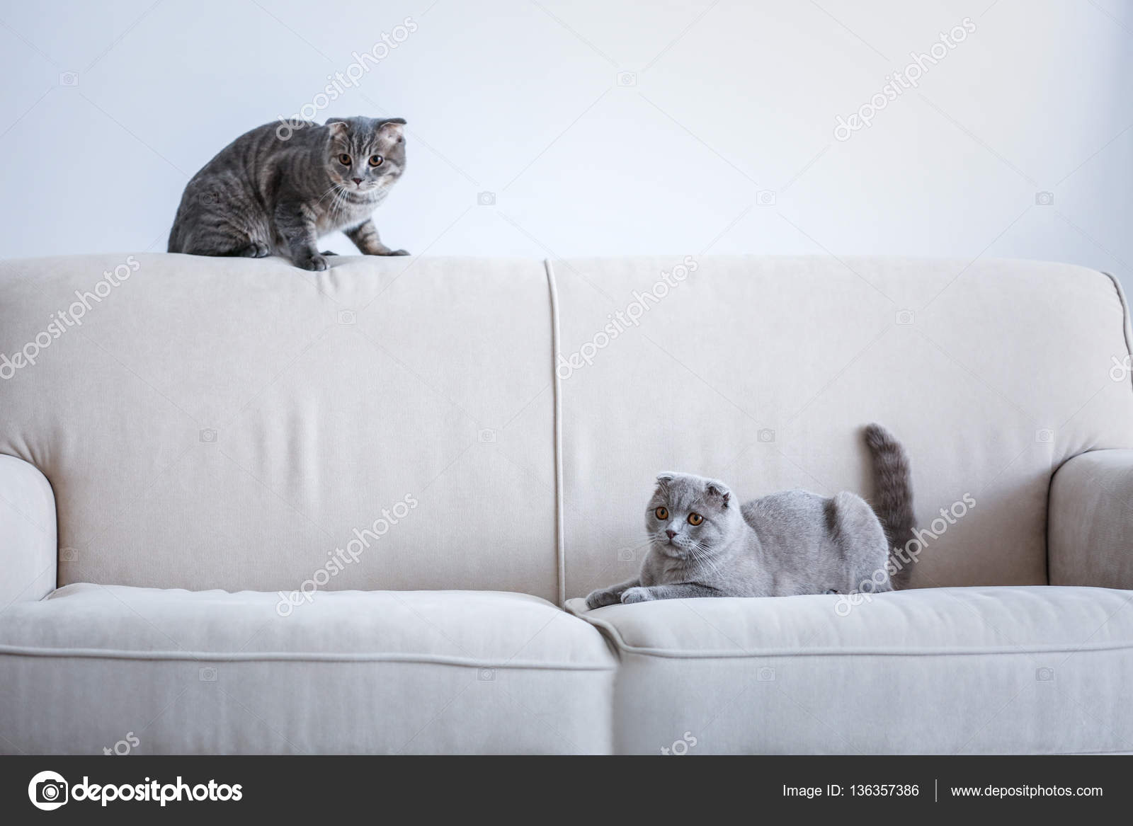 Cute funny cats — Stock Photo © belchonock #136357386