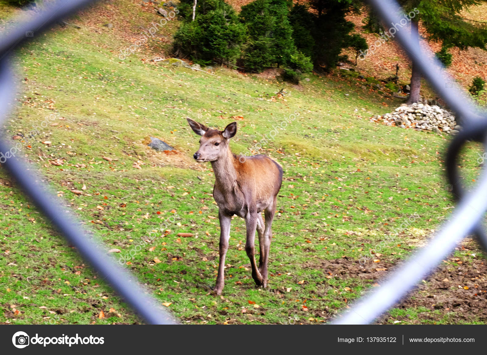 Cute little deer Stock Photo by ©belchonock 137935122