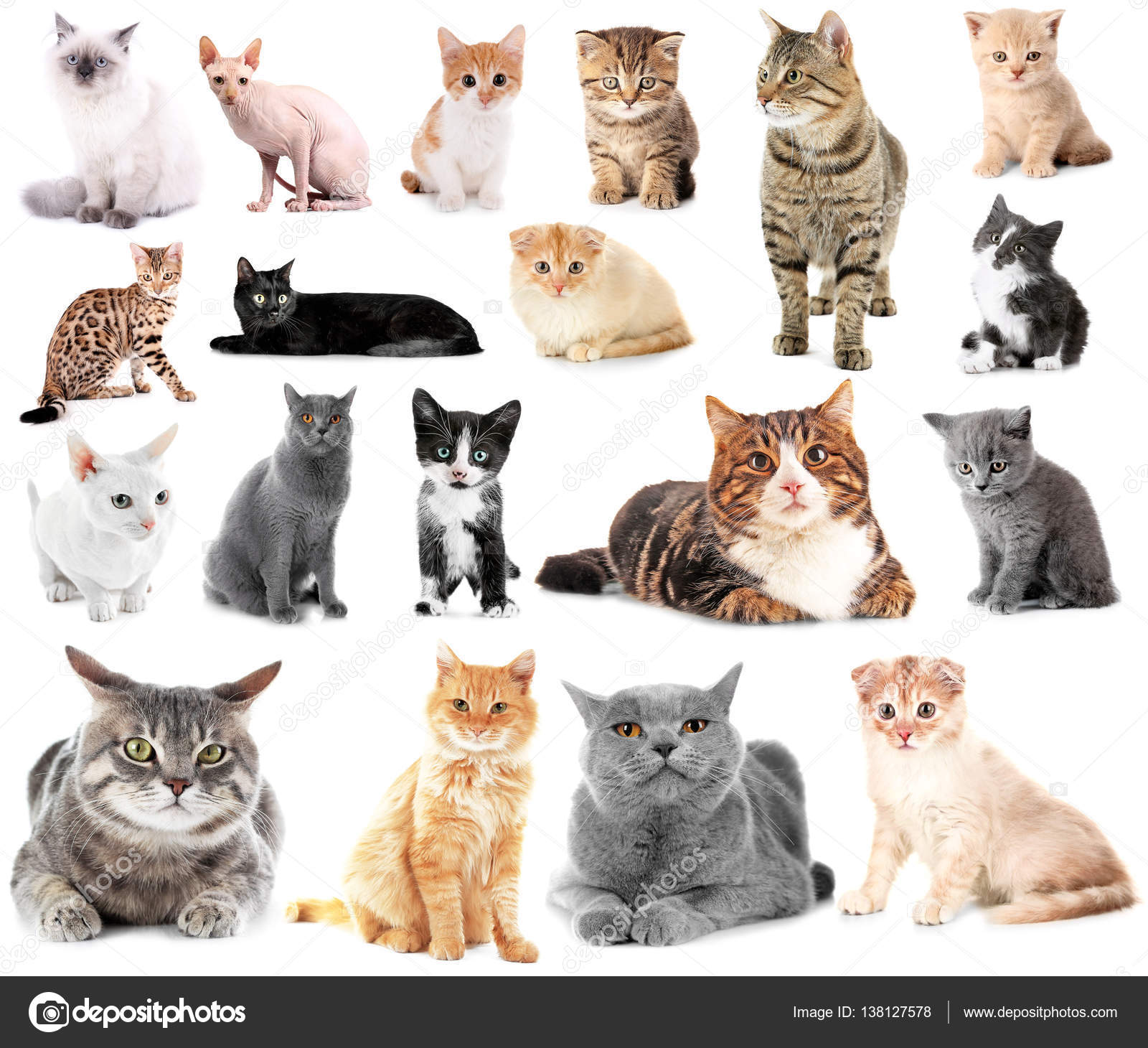 Collage of cute cats Stock Photo by ©belchonock 138127578