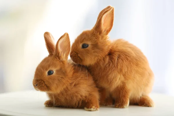 Cute funny rabbits in box on white background Stock Photo by ...