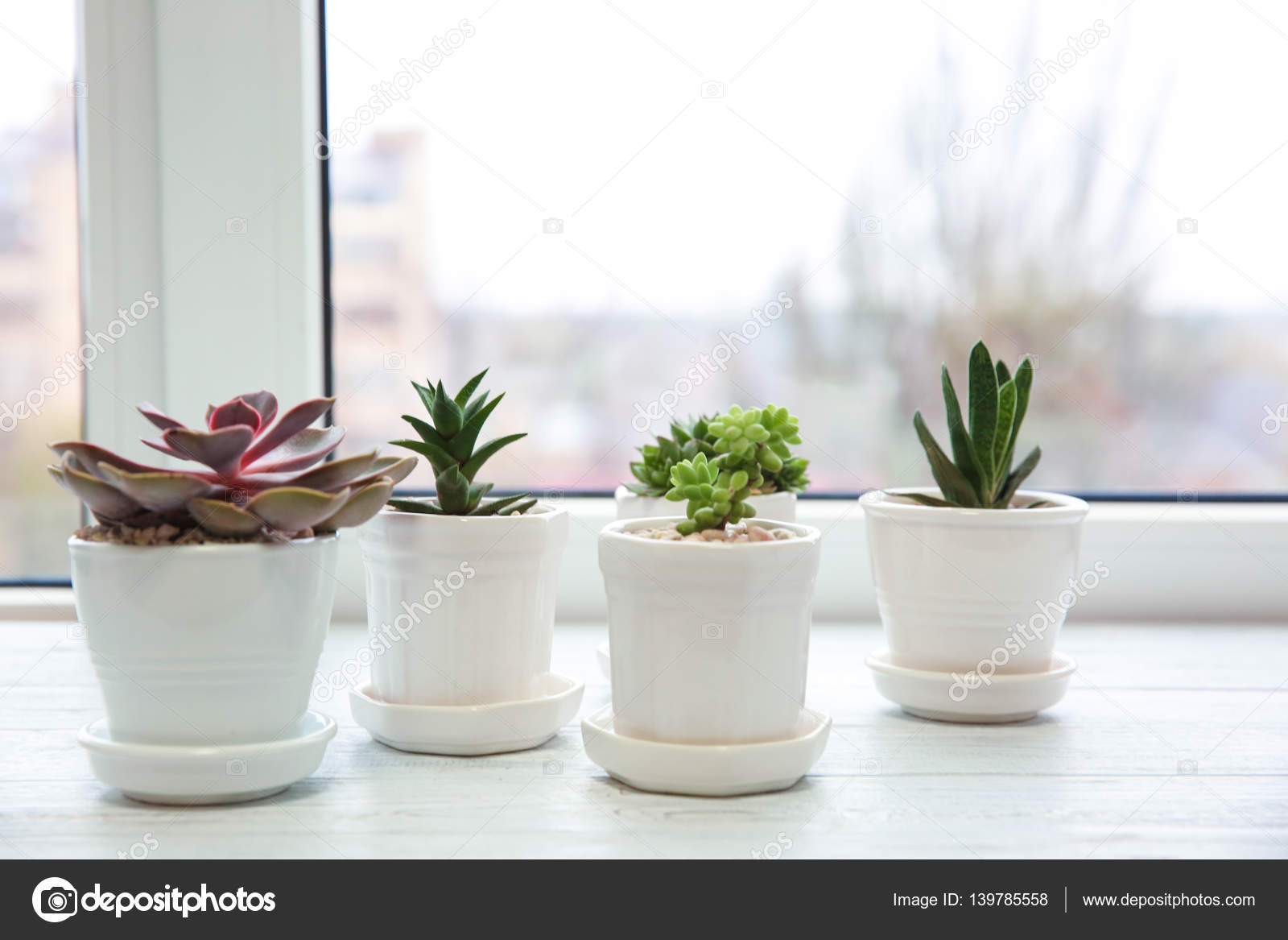 Pots with beautiful succulents — Stock Photo © belchonock #139785558