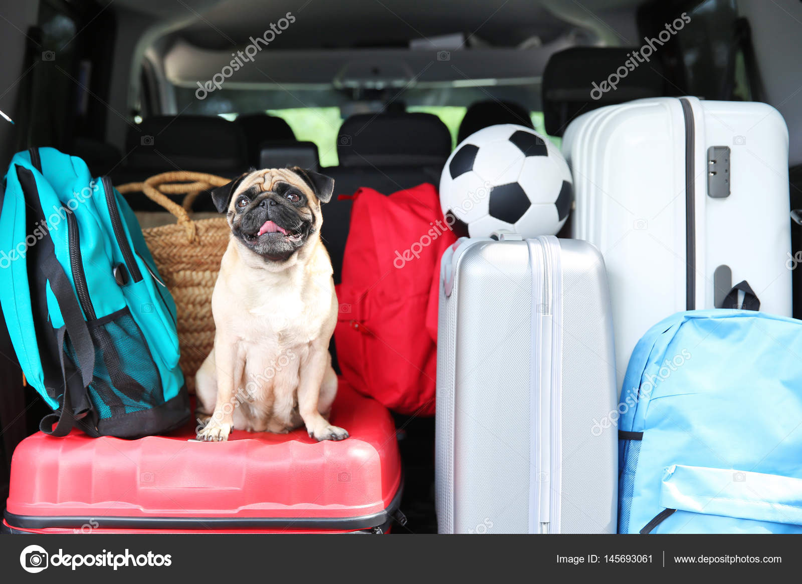 Cute little pug Stock Photo by ©belchonock 145693061