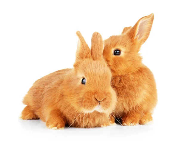 Funny rabbits Stock Photos, Royalty Free Funny rabbits Images ...