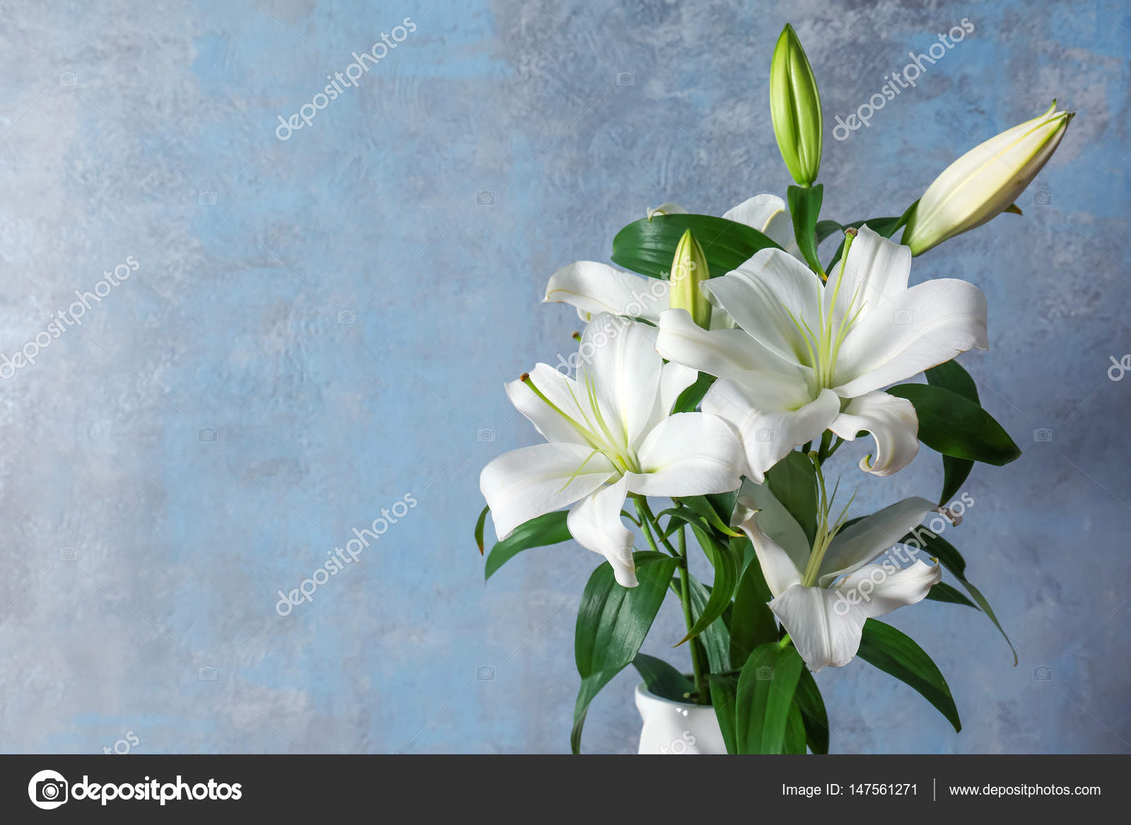 Beautiful white lilies — Stock Photo © belchonock #147561271
