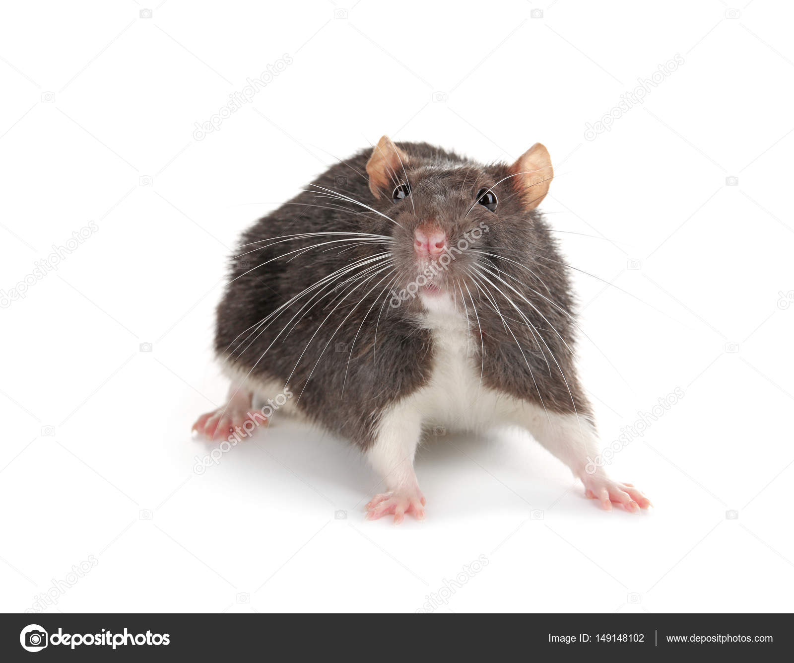 Cute funny rat Stock Photo by ©belchonock 149148102
