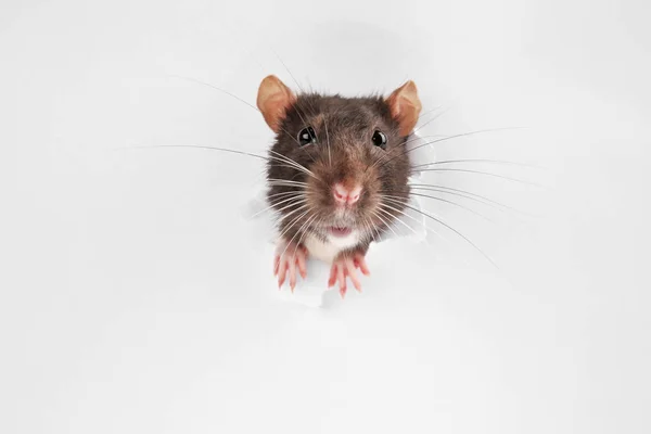 Funny little rat on paper background Stock Photo by ©belchonock 18106651