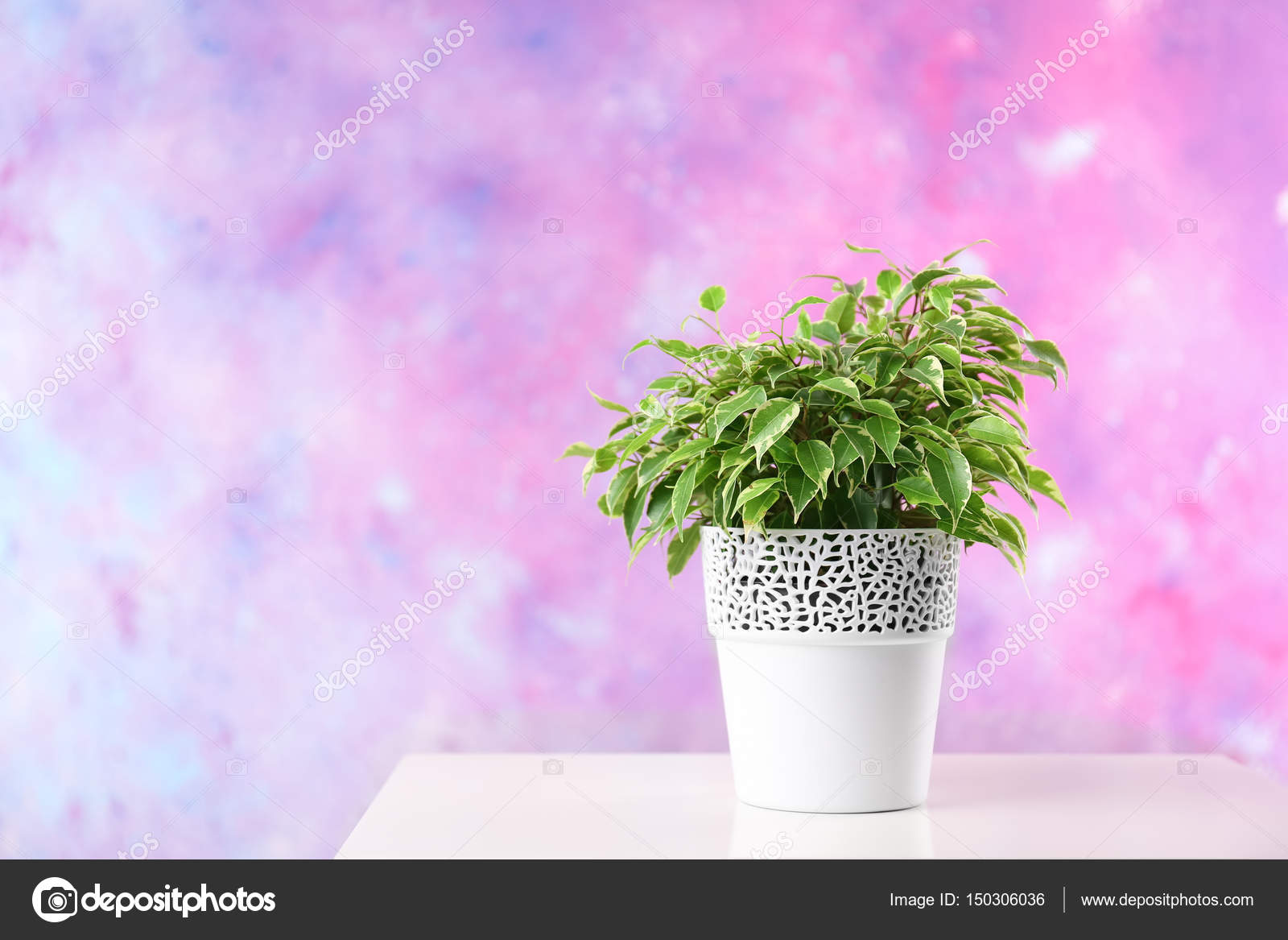 Beautiful ficus in pot — Stock Photo © belchonock #150306036