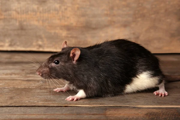 Cute funny rat — Stock Photo © belchonock #152115554