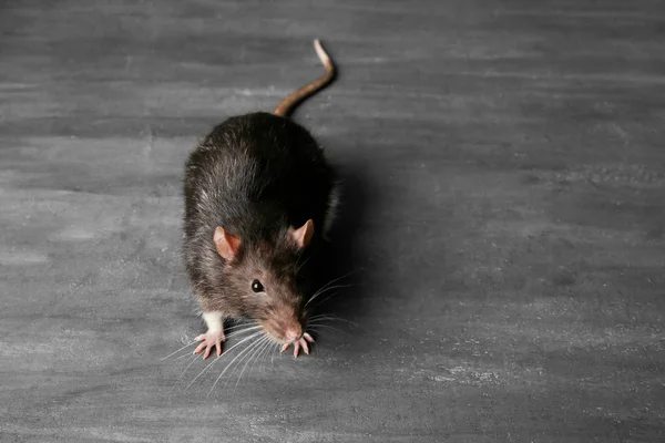 Funny little rat on paper background Stock Photo by ©belchonock 18106651