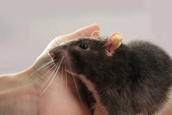 Black rat Stock Photos, Royalty Free Black rat Images | Depositphotos