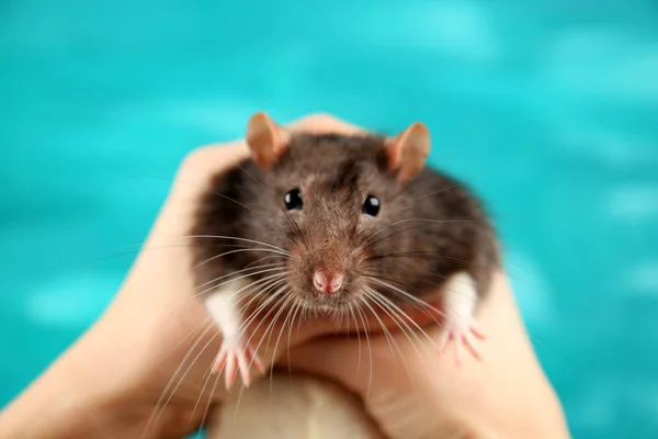 Funny rat Stock Photos, Royalty Free Funny rat Images | Depositphotos