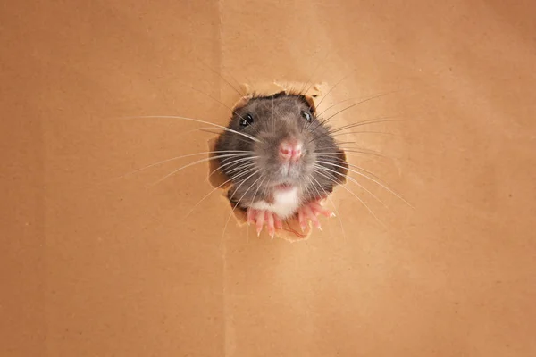 Funny rat Stock Photos, Royalty Free Funny rat Images | Depositphotos
