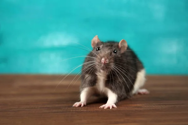 Funny rat Stock Photos, Royalty Free Funny rat Images | Depositphotos