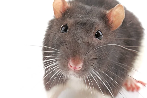 Funny rat Stock Photos, Royalty Free Funny rat Images | Depositphotos