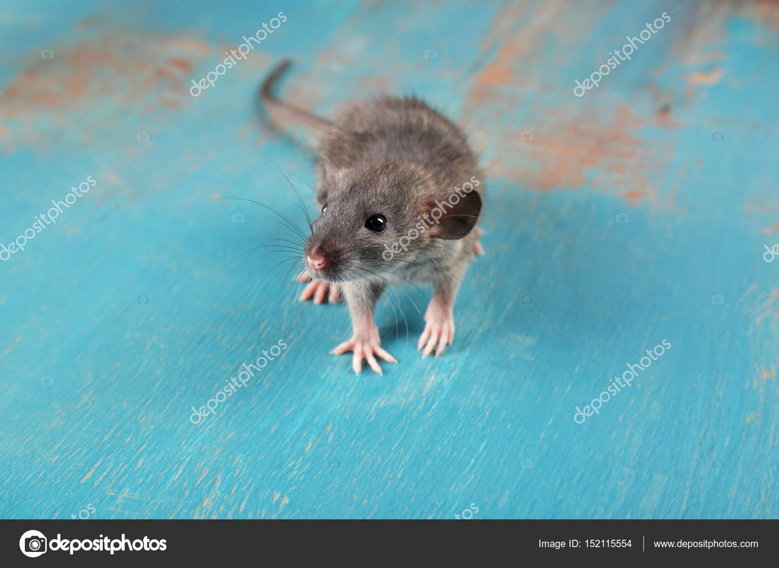 Cute funny rat — Stock Photo © belchonock #152115554