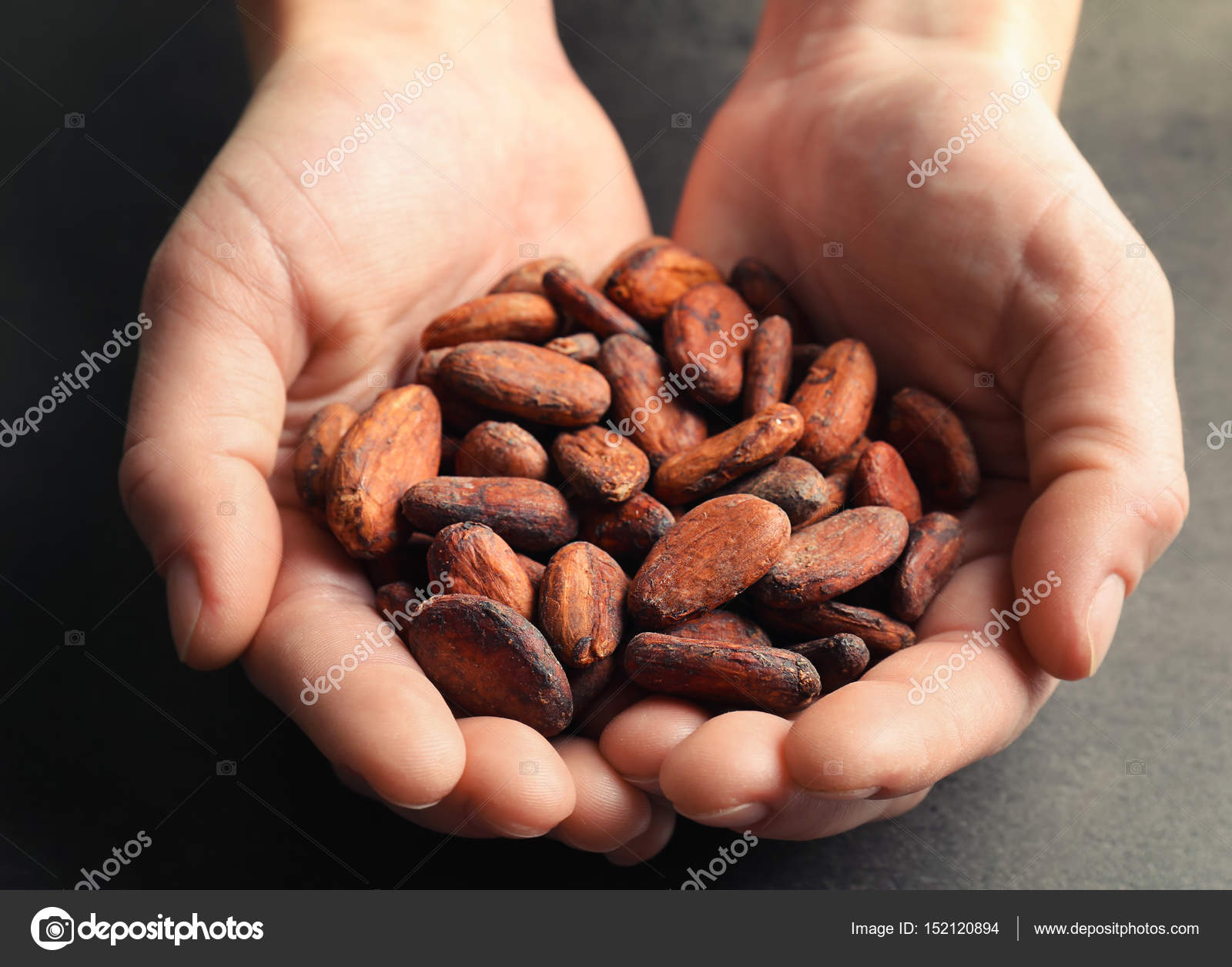 Female hands holding aromatic cocoa beans — Stock Photo © belchonock ...