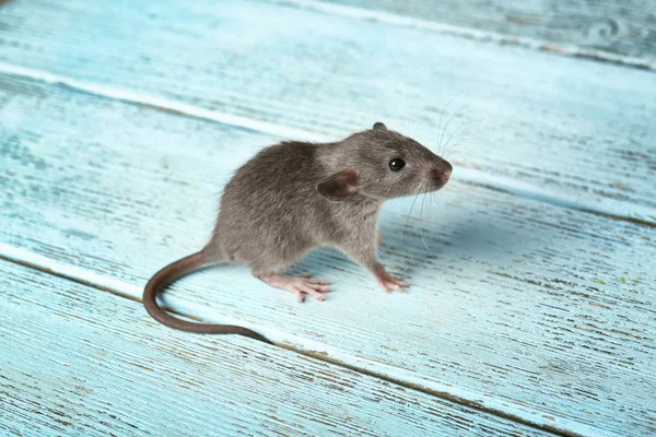 Funny rat Stock Photos, Royalty Free Funny rat Images | Depositphotos