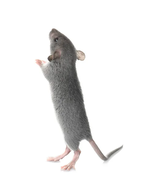Funny rat Stock Photos, Royalty Free Funny rat Images | Depositphotos