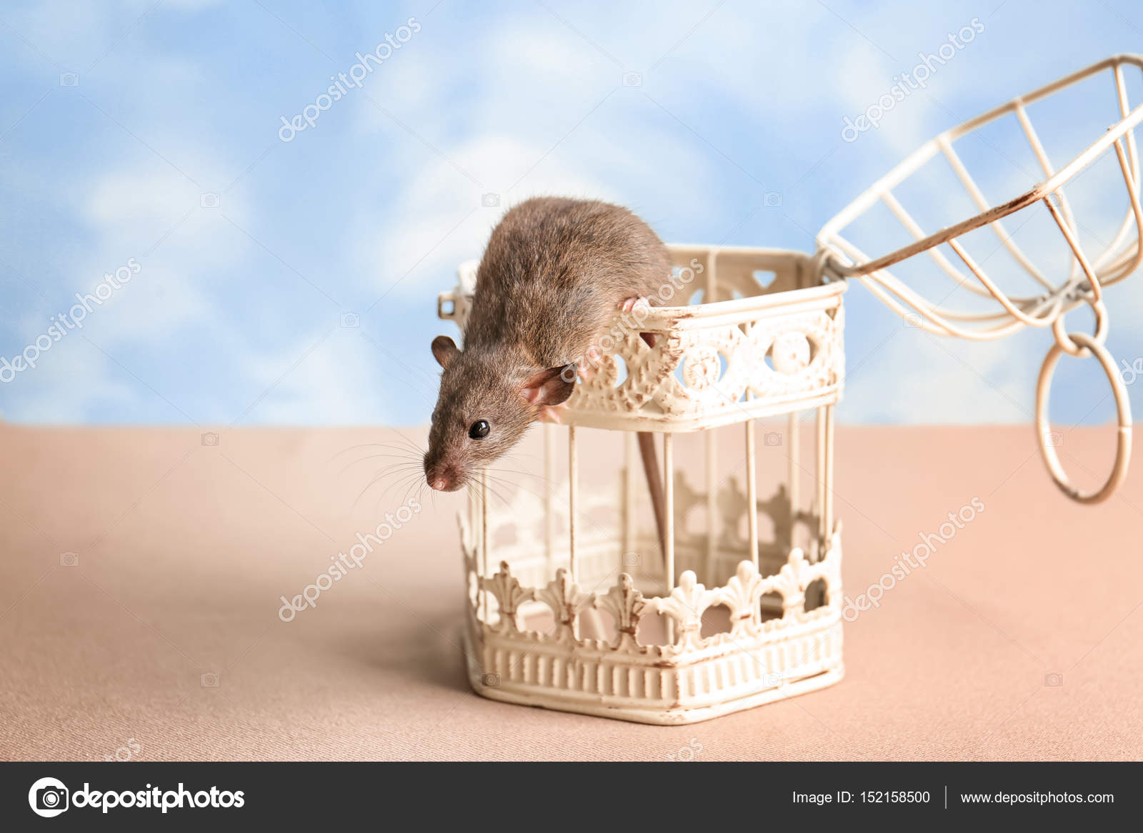 Cute rat and open cage Stock Photo by ©belchonock 152158500