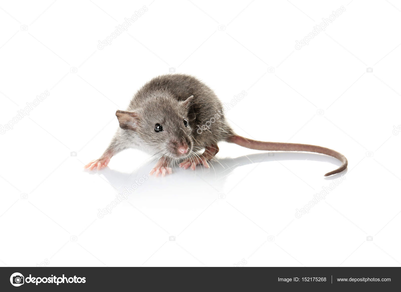 Cute funny rat Stock Photo by ©belchonock 152175268
