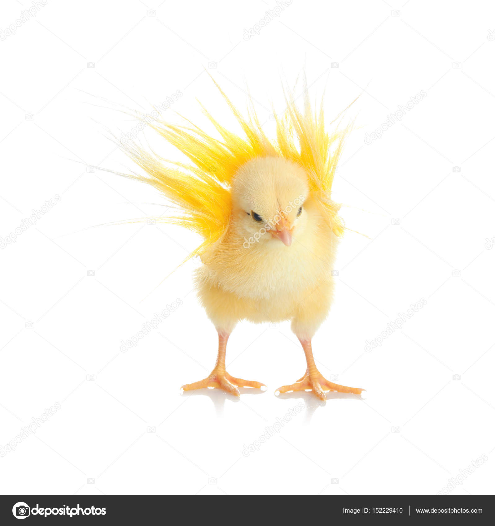 Lindo pollo divertido: fotografía de stock © belchonock #152229410 ...