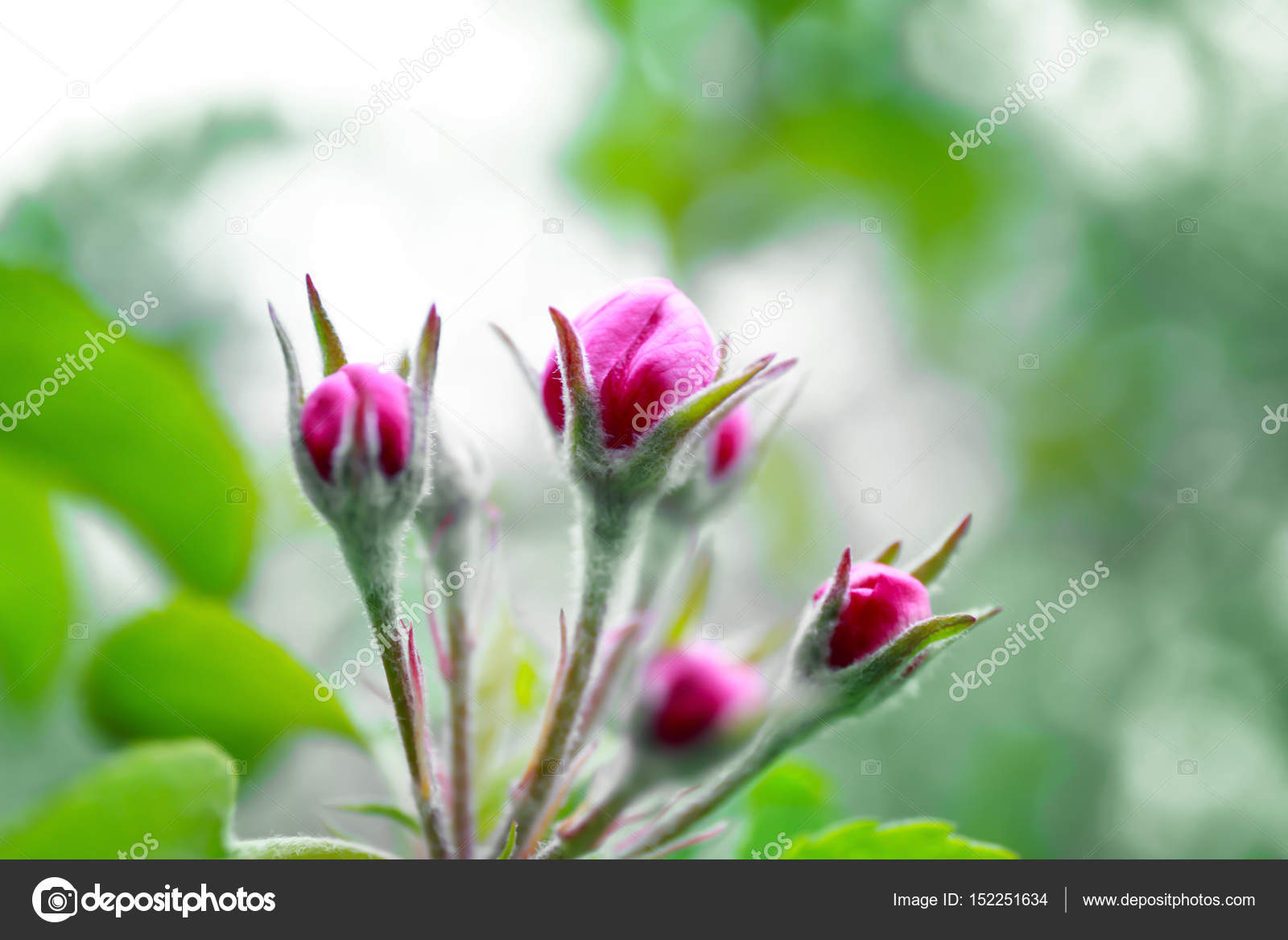Branch of tree flower buds — Stock Photo © belchonock #152251634
