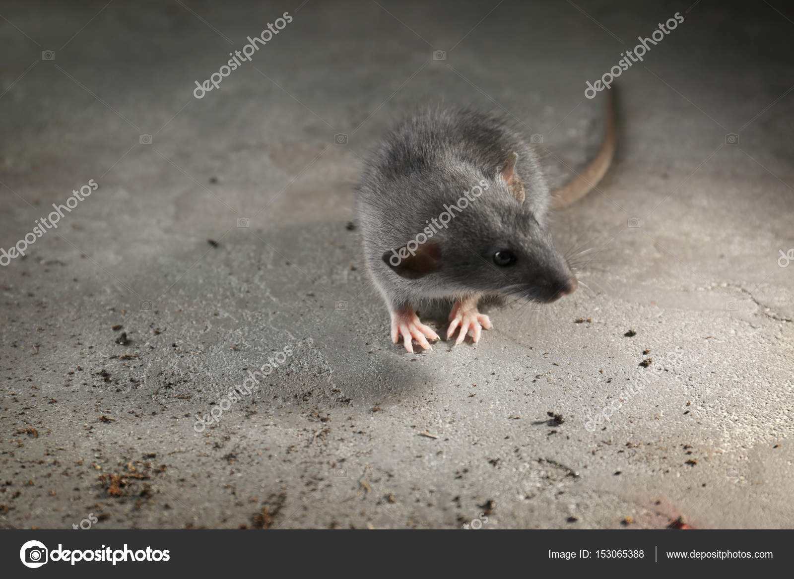 Cute little rat Stock Photo by ©belchonock 153065388