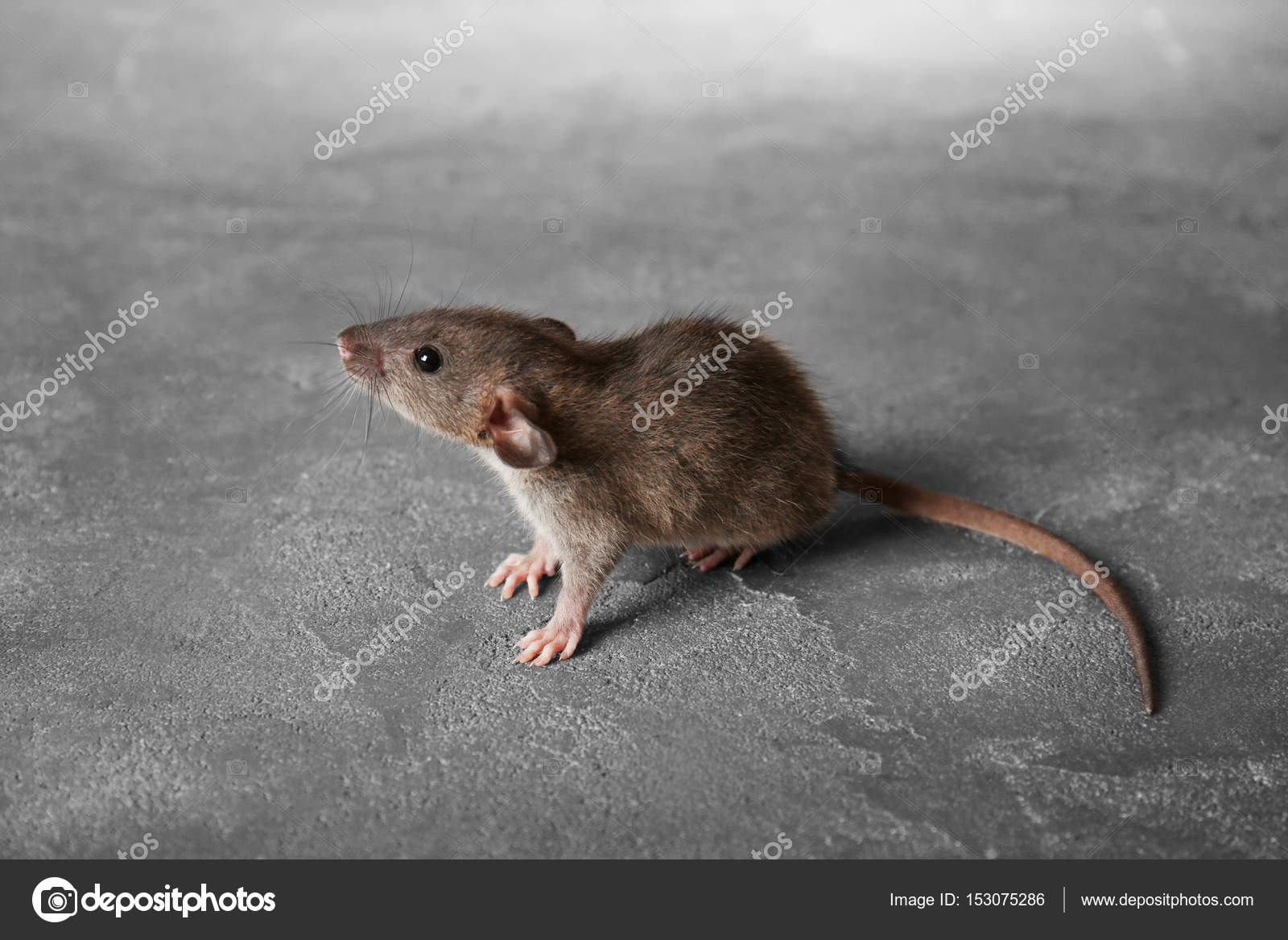 Cute little rat Stock Photo by ©belchonock 153075286