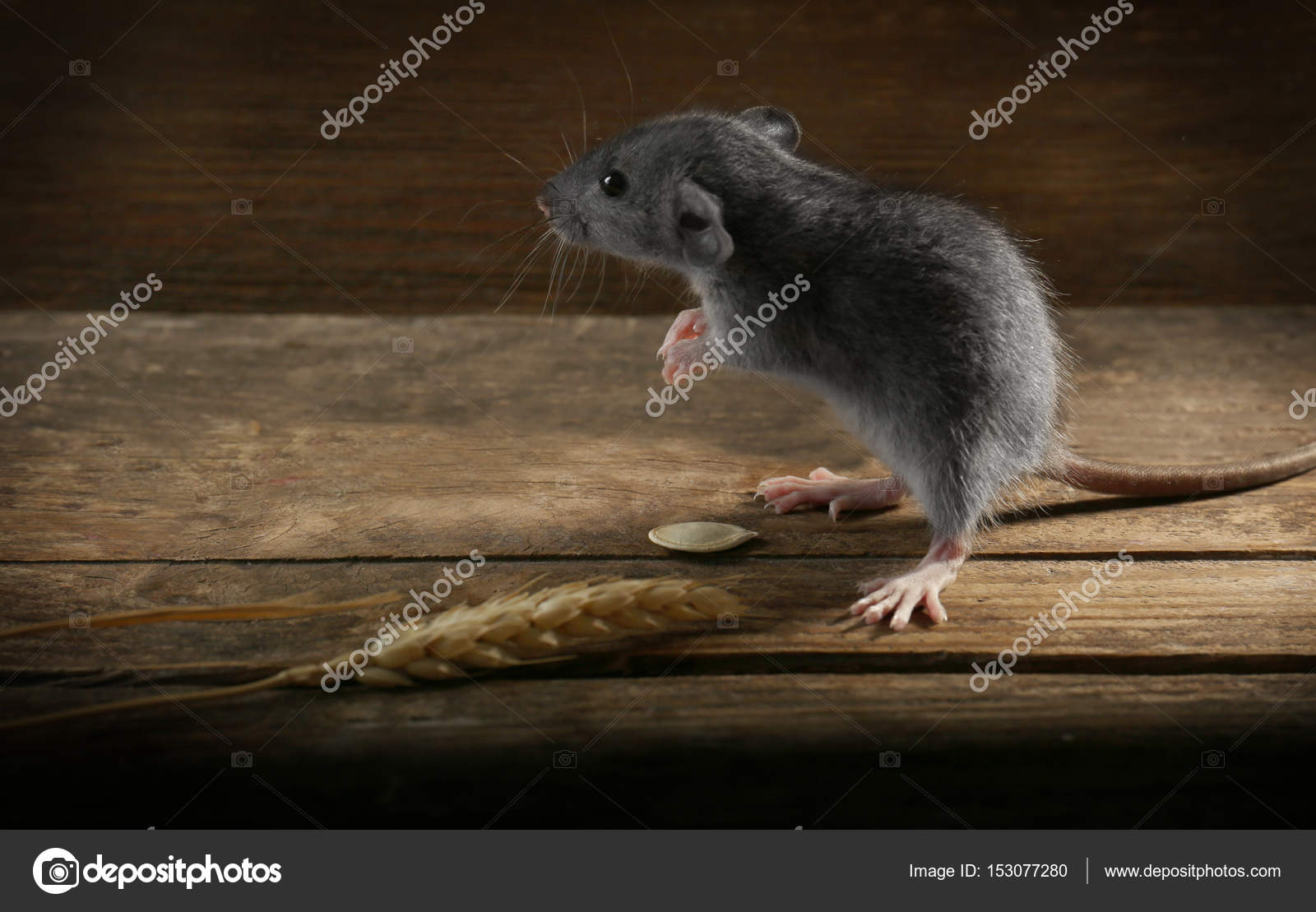 Cute little rat — Stock Photo © belchonock #153077280