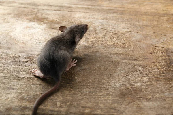 Cute little rat — Stock Photo © belchonock #153077280
