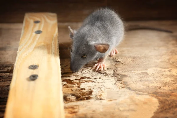 Cute little rat — Stock Photo © belchonock #153068446