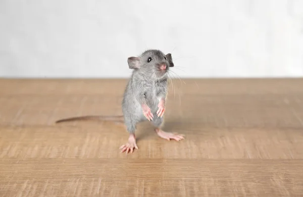 Funny rat Stock Photos, Royalty Free Funny rat Images | Depositphotos