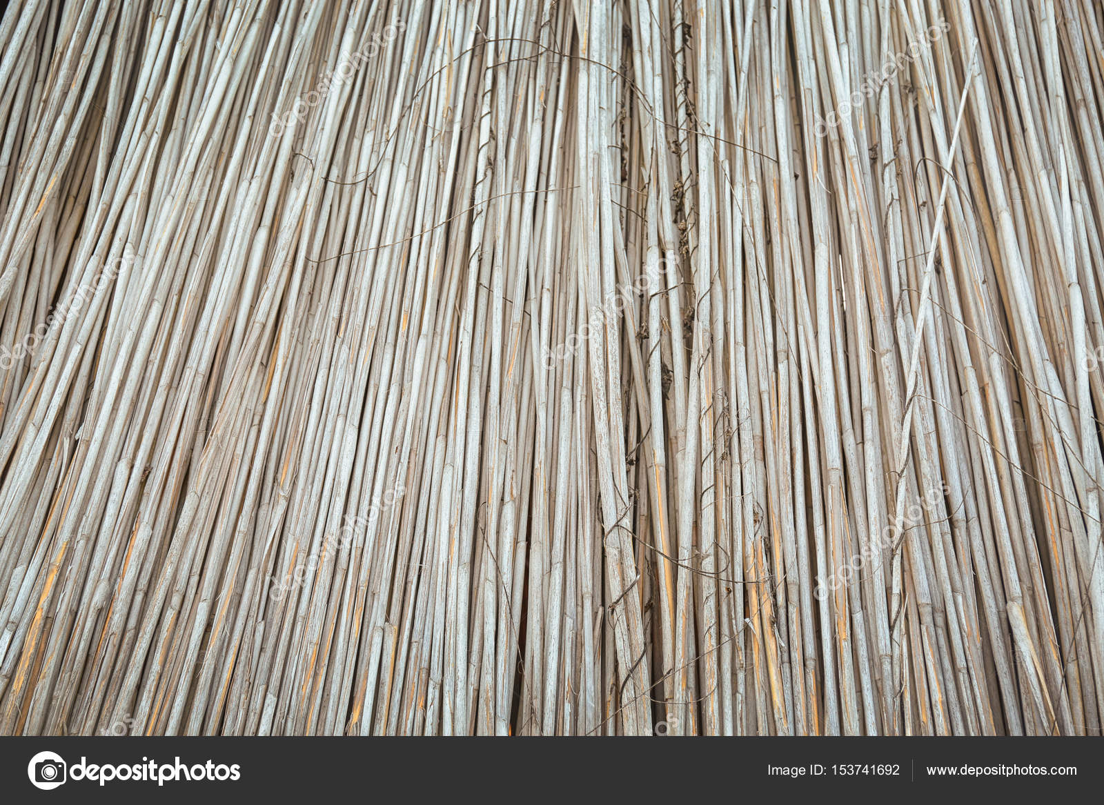 Natural reed texture Stock Photo by ©belchonock 153741692