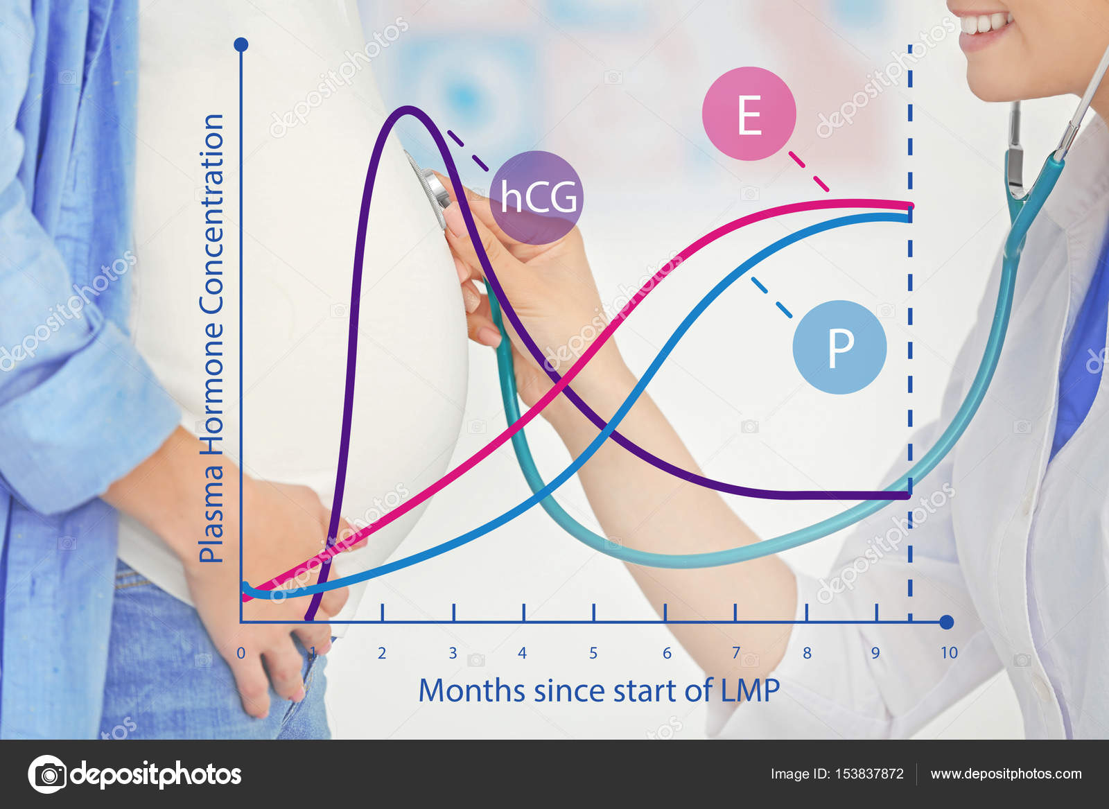 Graphic of changes in hormone levels during pregnancy Stock Photo by ...