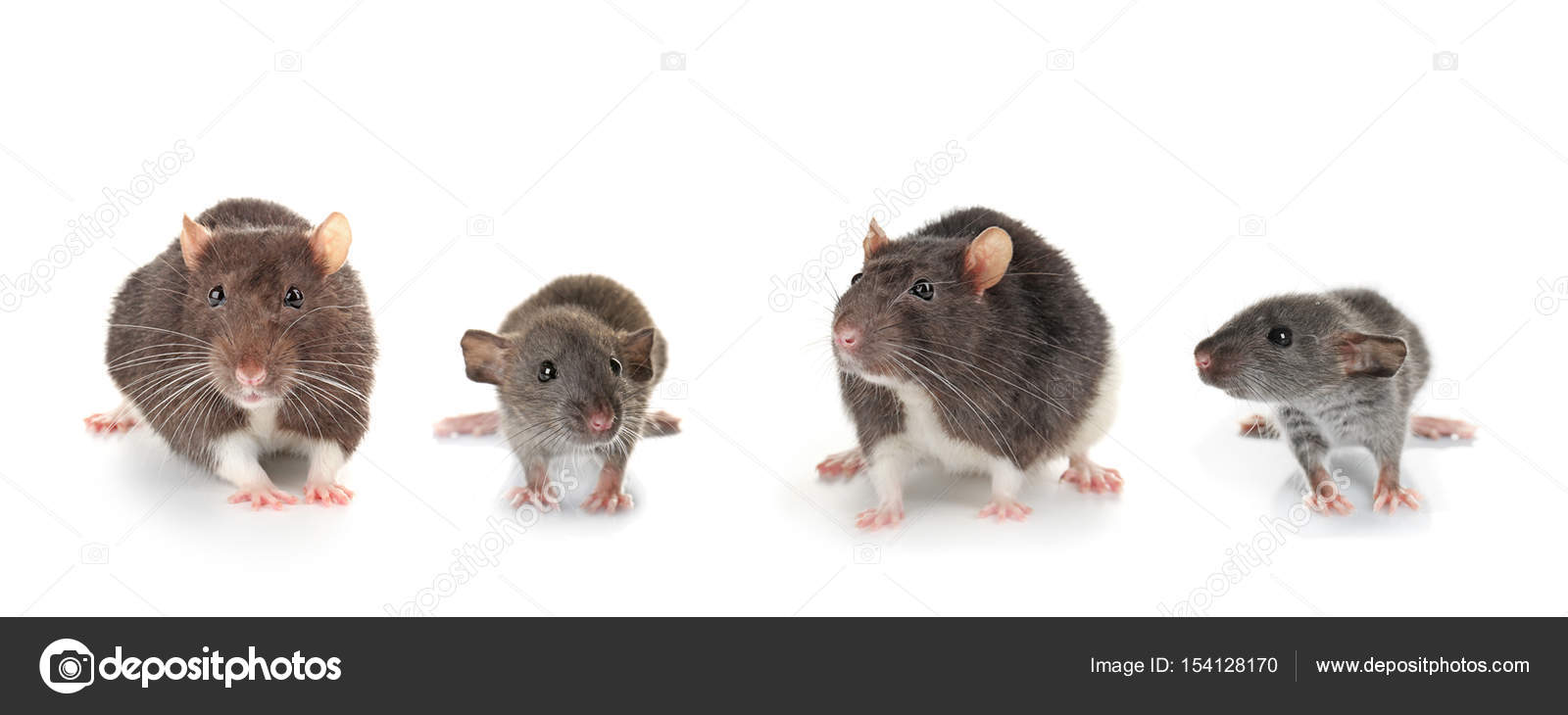 Cute rats collection — Stock Photo © belchonock #154128170