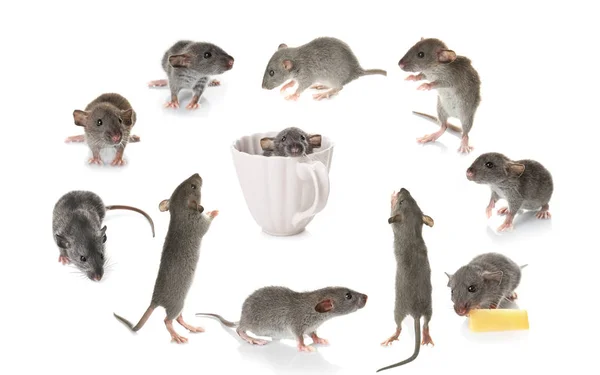 Cute rats collection — Stock Photo © belchonock #154128170