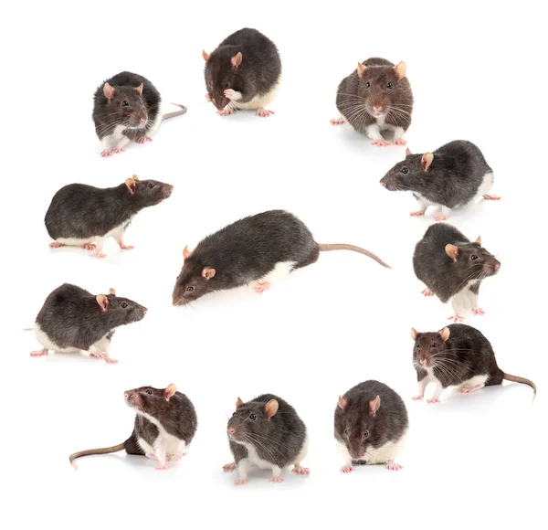 Cute rats collection — Stock Photo © belchonock #154128170