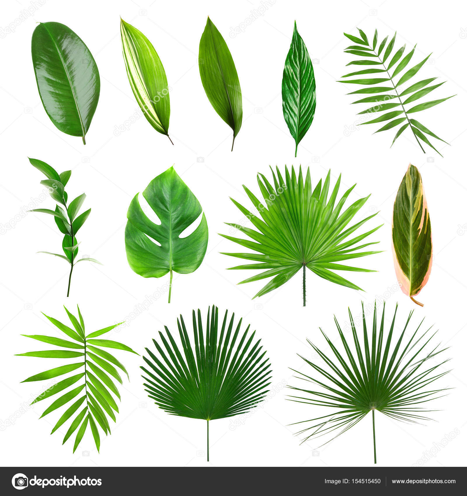Tropical Leaf Names